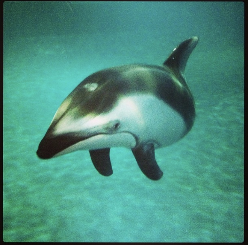 Dolphinately a Good Day to Celebrate! – Salt Water in My Veins